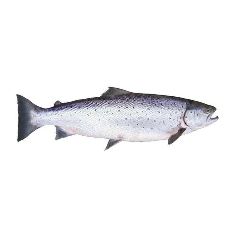Fresh Atlantic Salmon Whole Or Half (Color Added) (lb) - Instacart