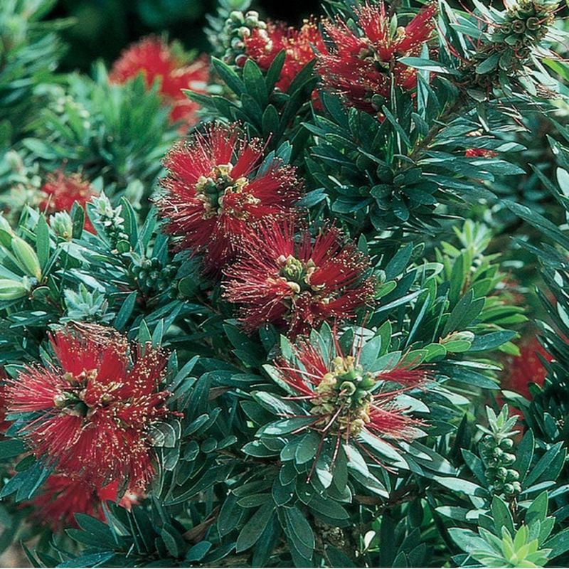 Lowe's Red Little John Dwarf Bottlebrush Accent Shrub in Pot With Soil ...