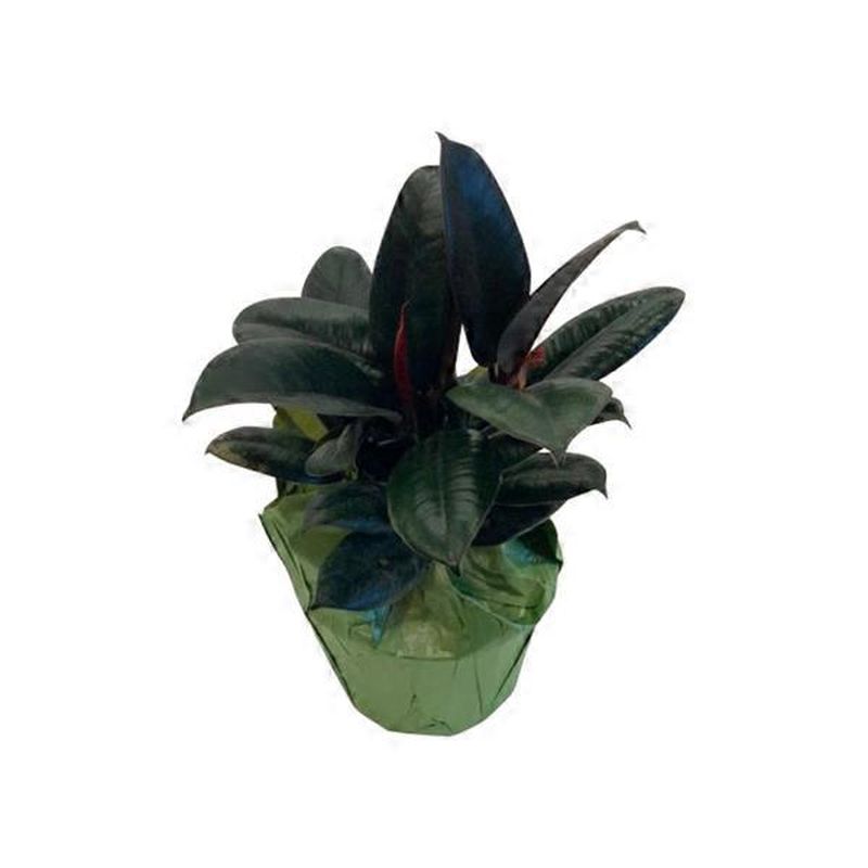 6" Premium Foliage (each) - Instacart